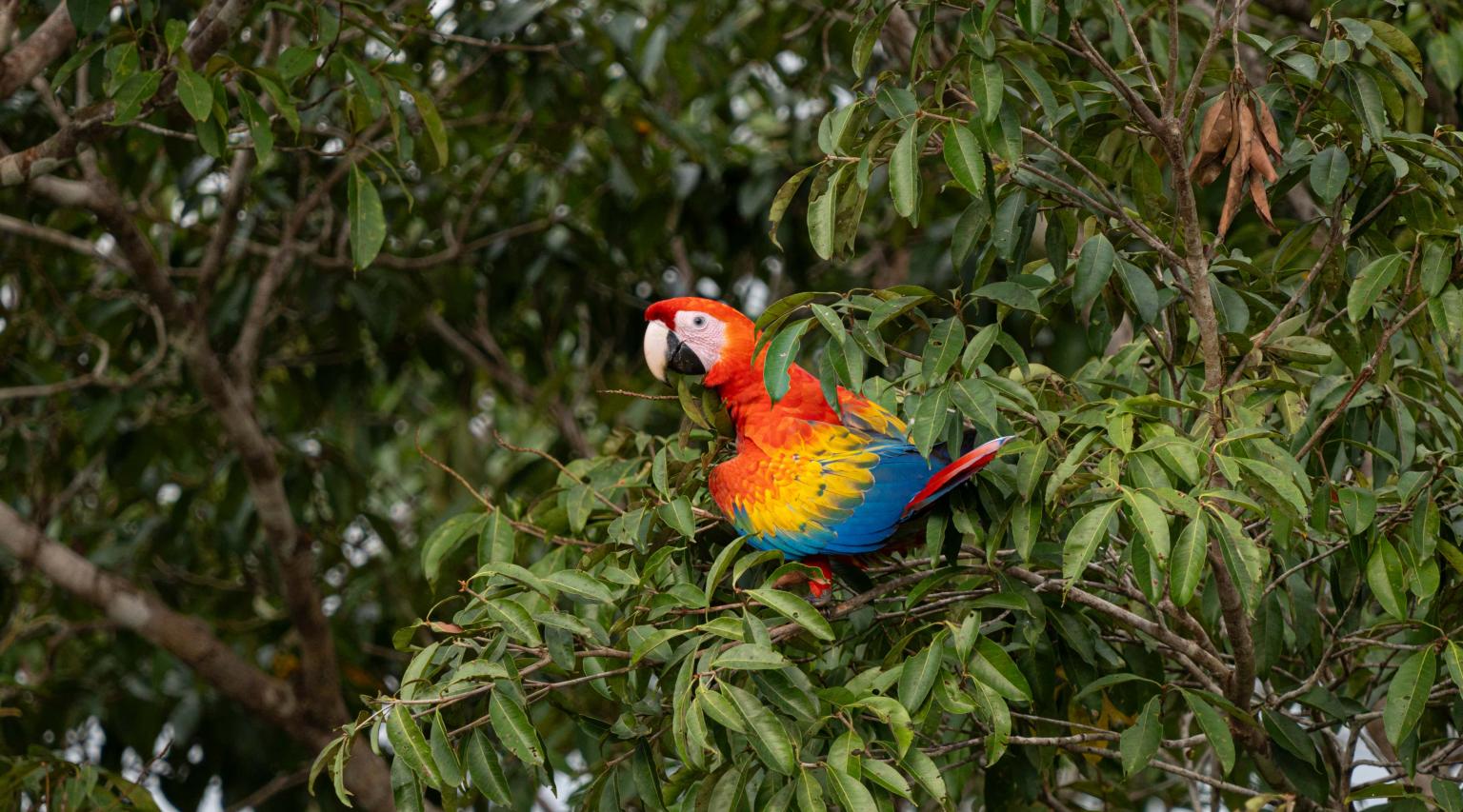 The Amazon Rainforest | WWF